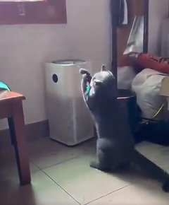 【Twitterまとめ 10/29～11/5】「猫じゃらしが飛び立った理由」他 302ネタ - 小ネタまとめ | naglly.com