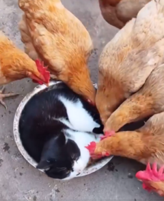 【Twitterまとめ 3/11～3/17】「食べ物に身を挺す」他 320ネタ - 小ネタまとめ | naglly.com