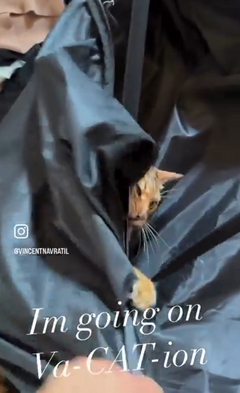 【Twitterまとめ 7/29～8/4】「旅行バックの密航者」他 340ネタ - 小ネタまとめ | naglly.com